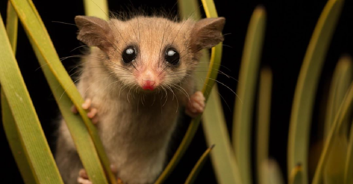 Tiny Western Pygmy Possums Are One Of Australia’s Cutest Marsupials – Diply