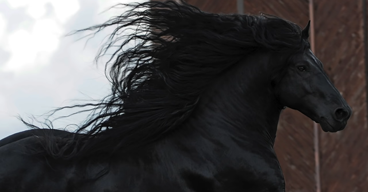 Stallion Named Frederik The Great Goes Viral As ‘World’s Most Handsome ...